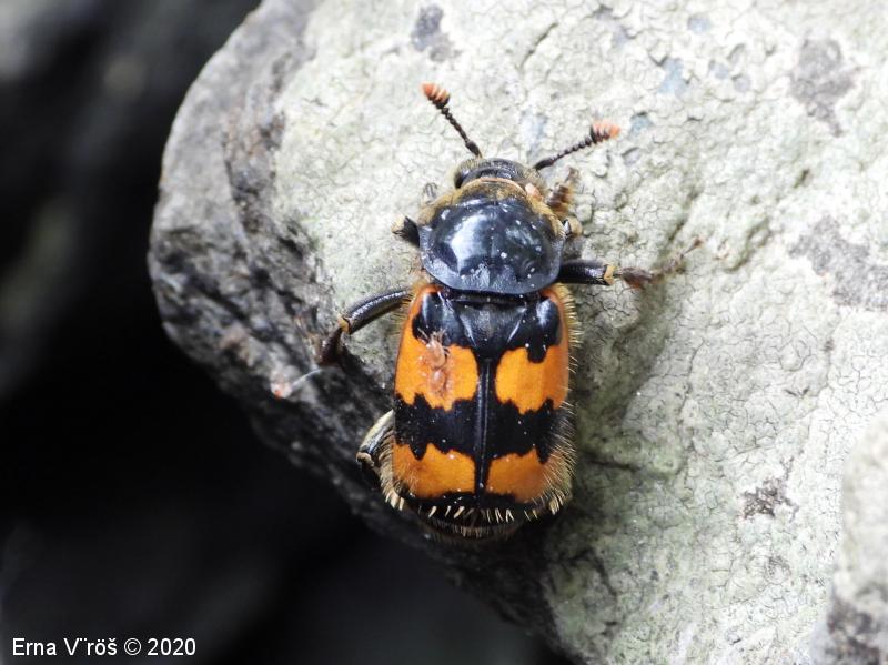 Krznenovrati grobar - Urbanatura