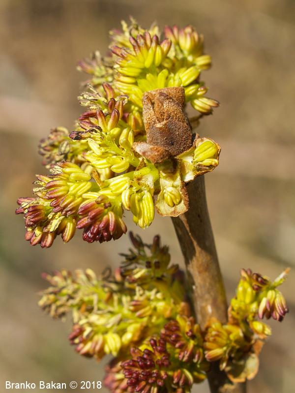 Veliki jesen - Urbanatura