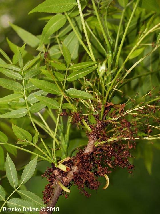 Veliki jesen - Urbanatura