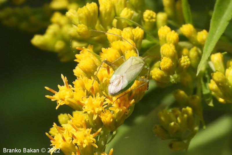 Dvopikasta meniška stenica* - Urbanatura