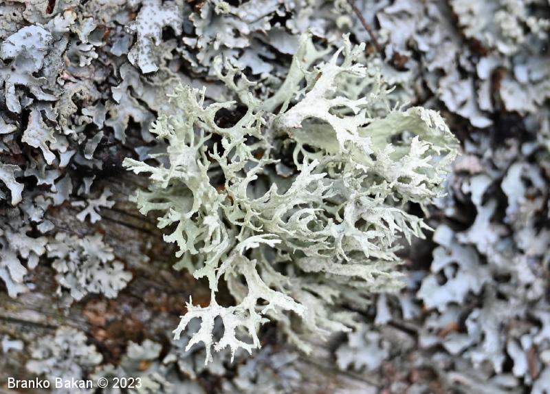 Mokasta ramalina - Urbanatura
