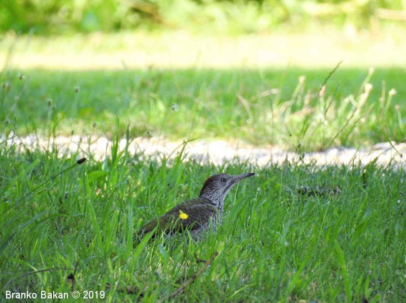 Zelena žolna - Urbanatura