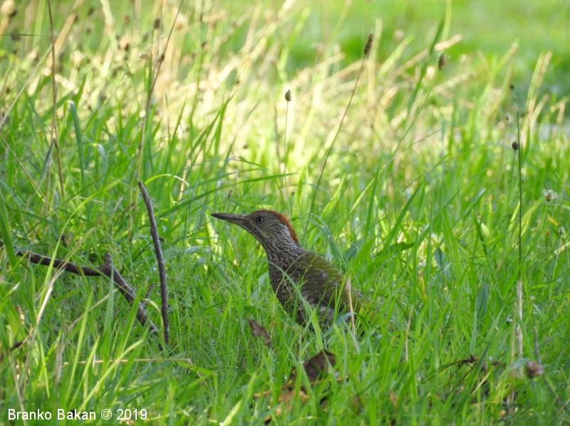 Zelena žolna - Urbanatura