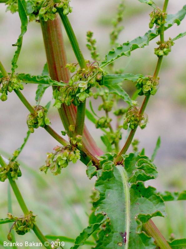 Kodrastolistna kislica - Urbanatura