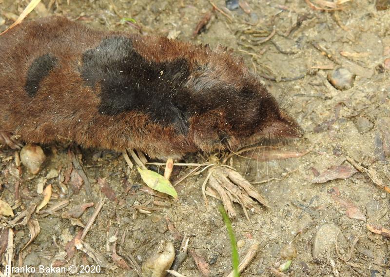 Gozdna (navadna) rovka - Urbanatura