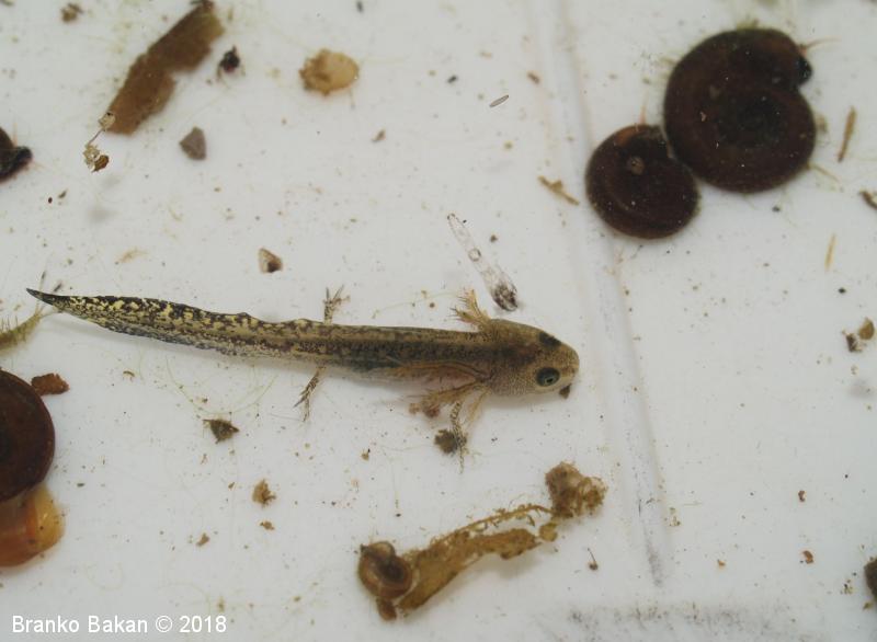 Veliki pupek - Urbanatura