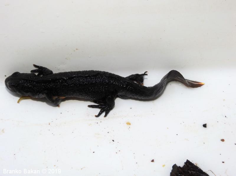 Veliki pupek - Urbanatura