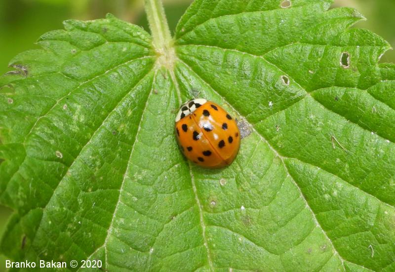 Harlekinska polonica, harlekinka - Urbanatura