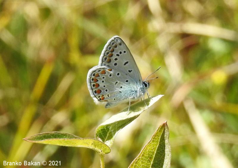 Navadni modrin - Urbanatura