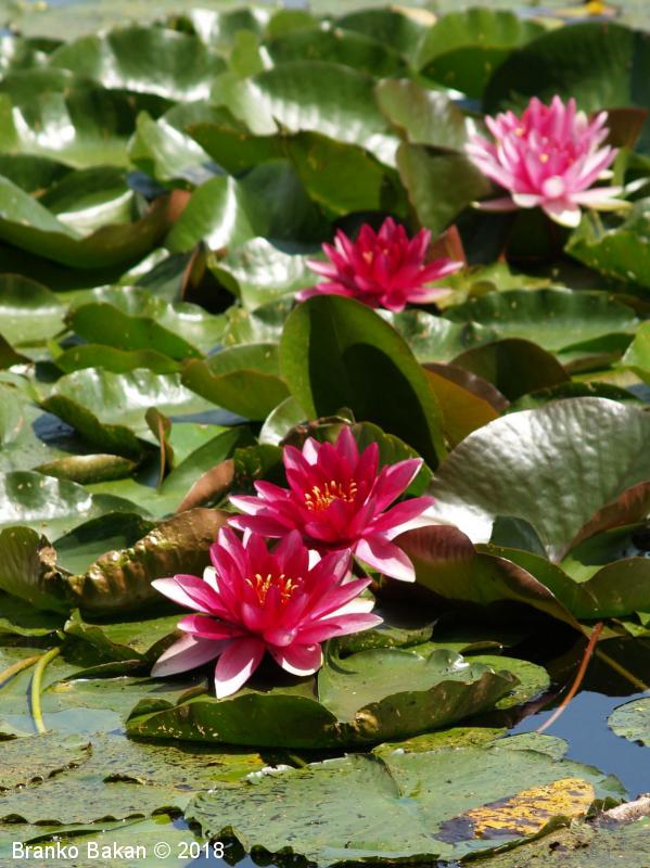 Beli lokvanj - Urbanatura