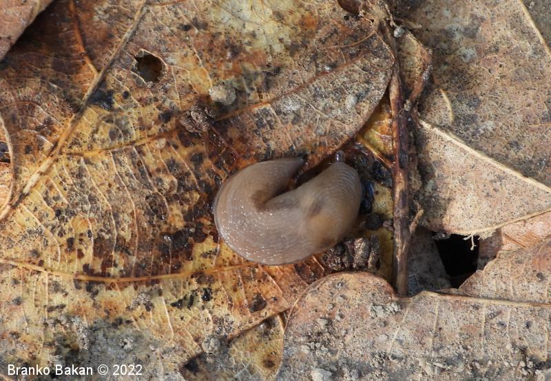 Drevesni slinar - Urbanatura