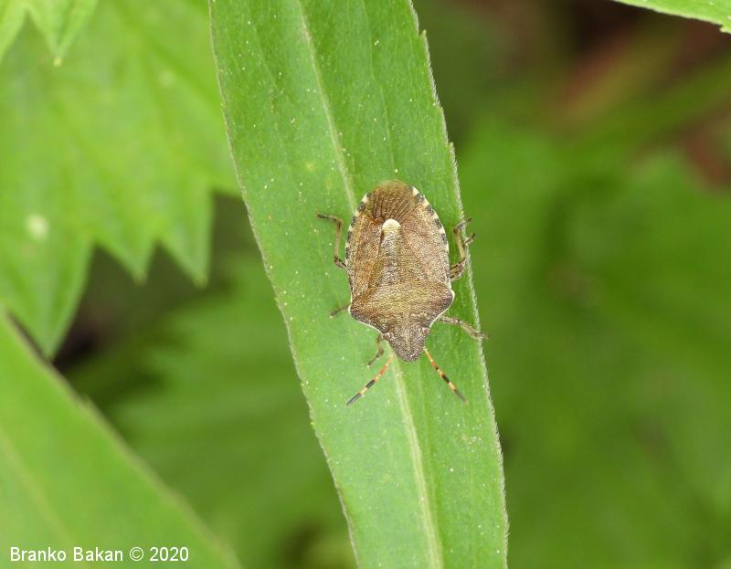 Pomladna ščitasta stenica* - Urbanatura