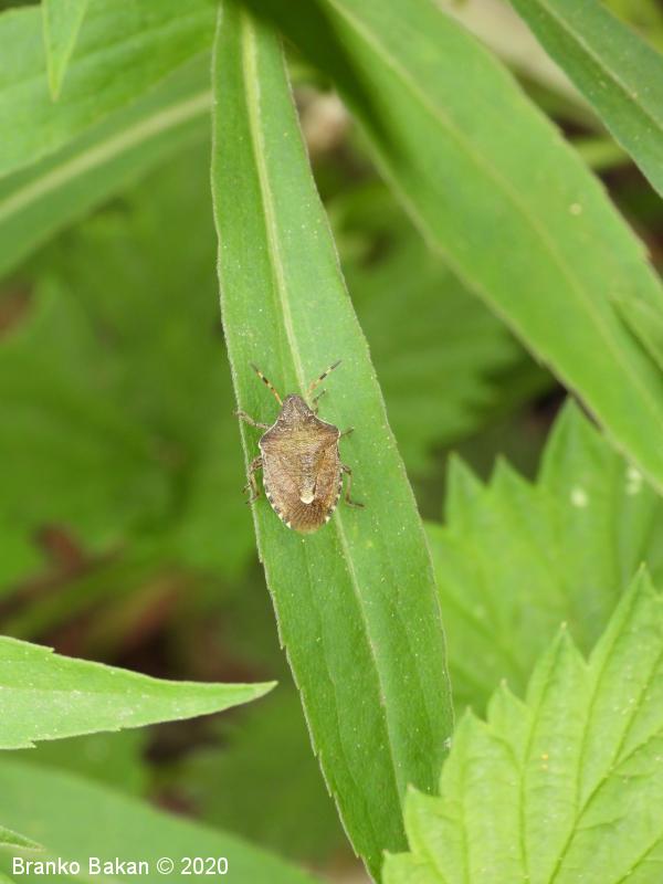 Pomladna ščitasta stenica* - Urbanatura