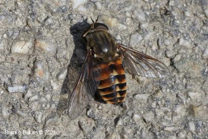 Obadi (Tabanidae) - Urbanatura