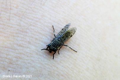 Obadi (Tabanidae) - Urbanatura