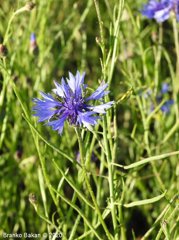 Modri glavinec, plavica - Urbanatura