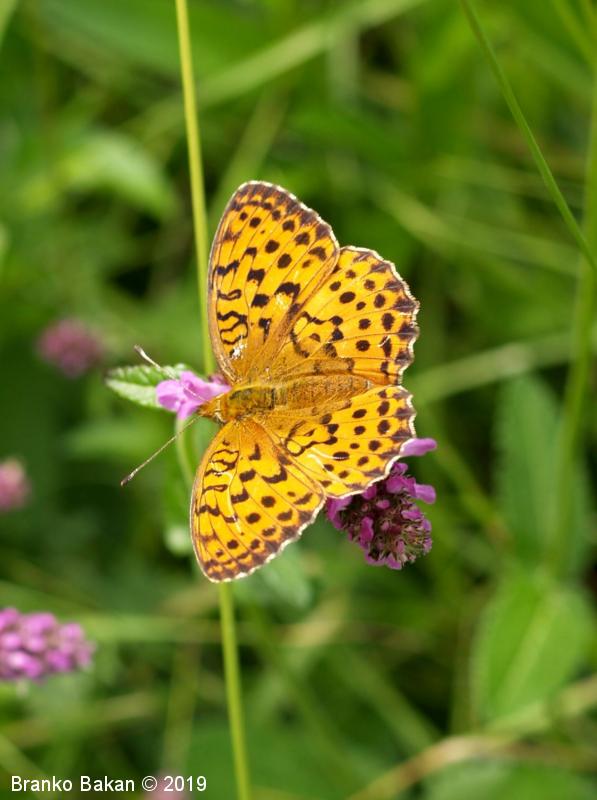 Robidov livadar - Urbanatura