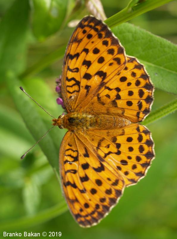 Robidov livadar - Urbanatura